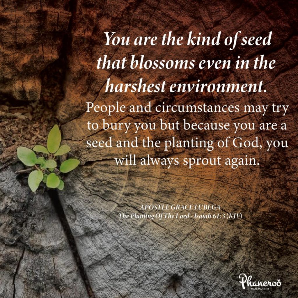 The Planting Of The Lord – Phaneroo