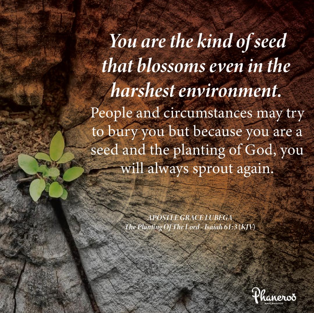 The Planting Of The Lord – Phaneroo